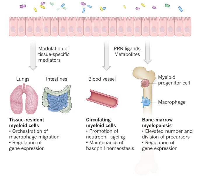 Is the microbiome innate immunity?