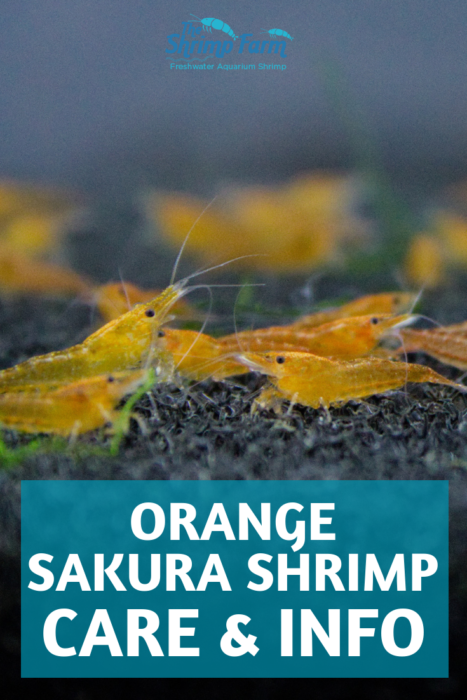 Is the Orange sakura shrimp easy to keep?