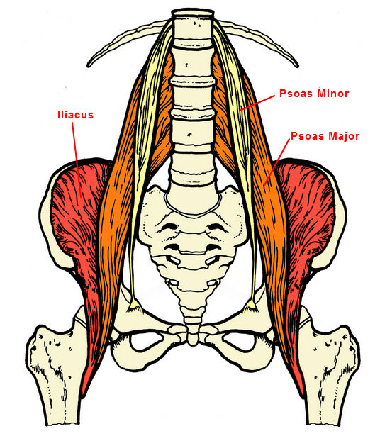 Is the psoas muscle the same as the tenderloin?