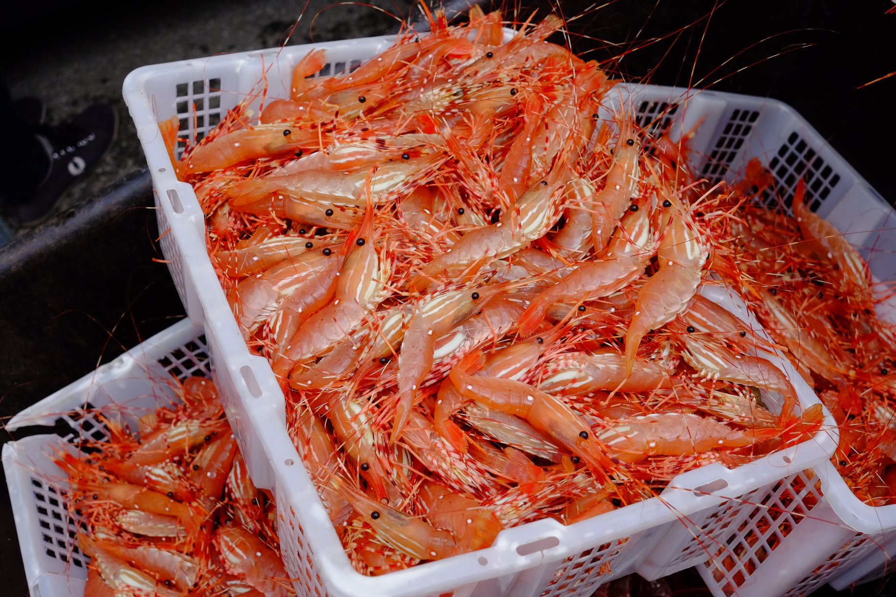 Is the spot prawn festival open in BC?