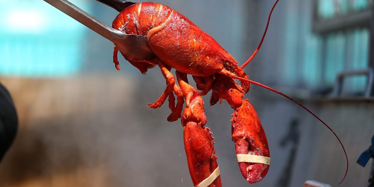 Is the UK banning boiling lobsters?