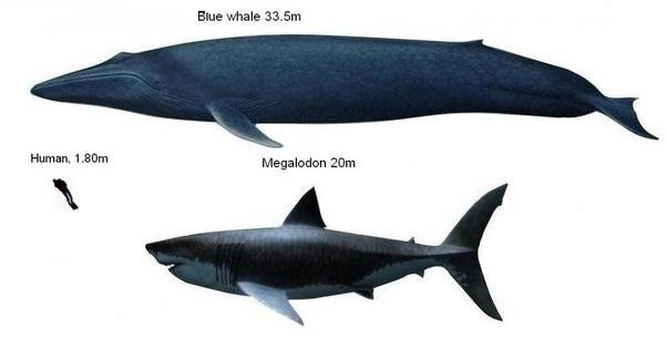 Is there a bigger animal than the megalodon?