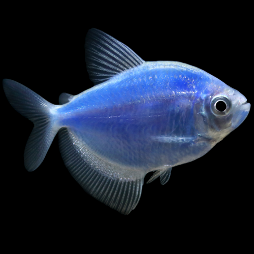 Is there a blue GloFish?