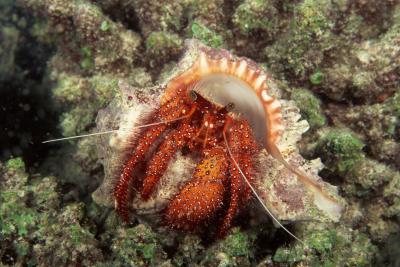 Is there a difference between freshwater and saltwater hermit crabs?