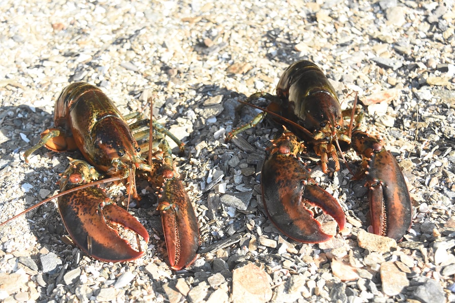 Is there a difference between Maine and Canadian lobster?