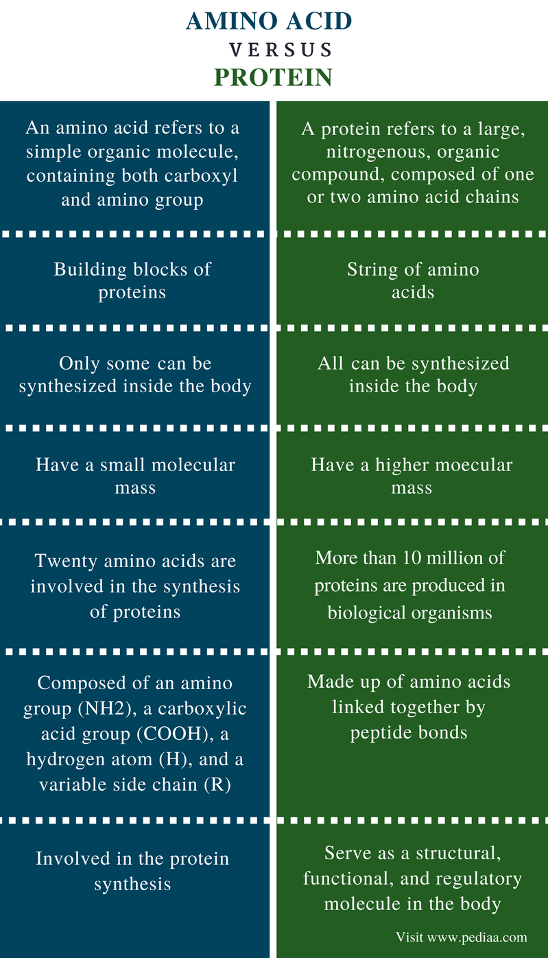 Is there a difference between proteins?