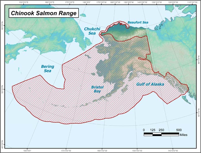 Is there a fishery management plan for Chinook salmon in Alaska?