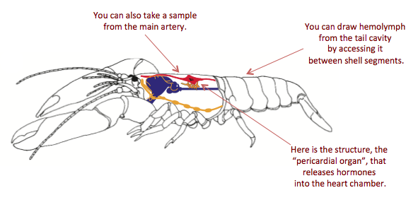 Is there a heart in lobster?