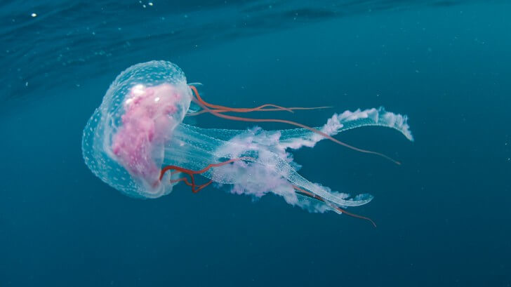 Is there a jellyfish that never dies?