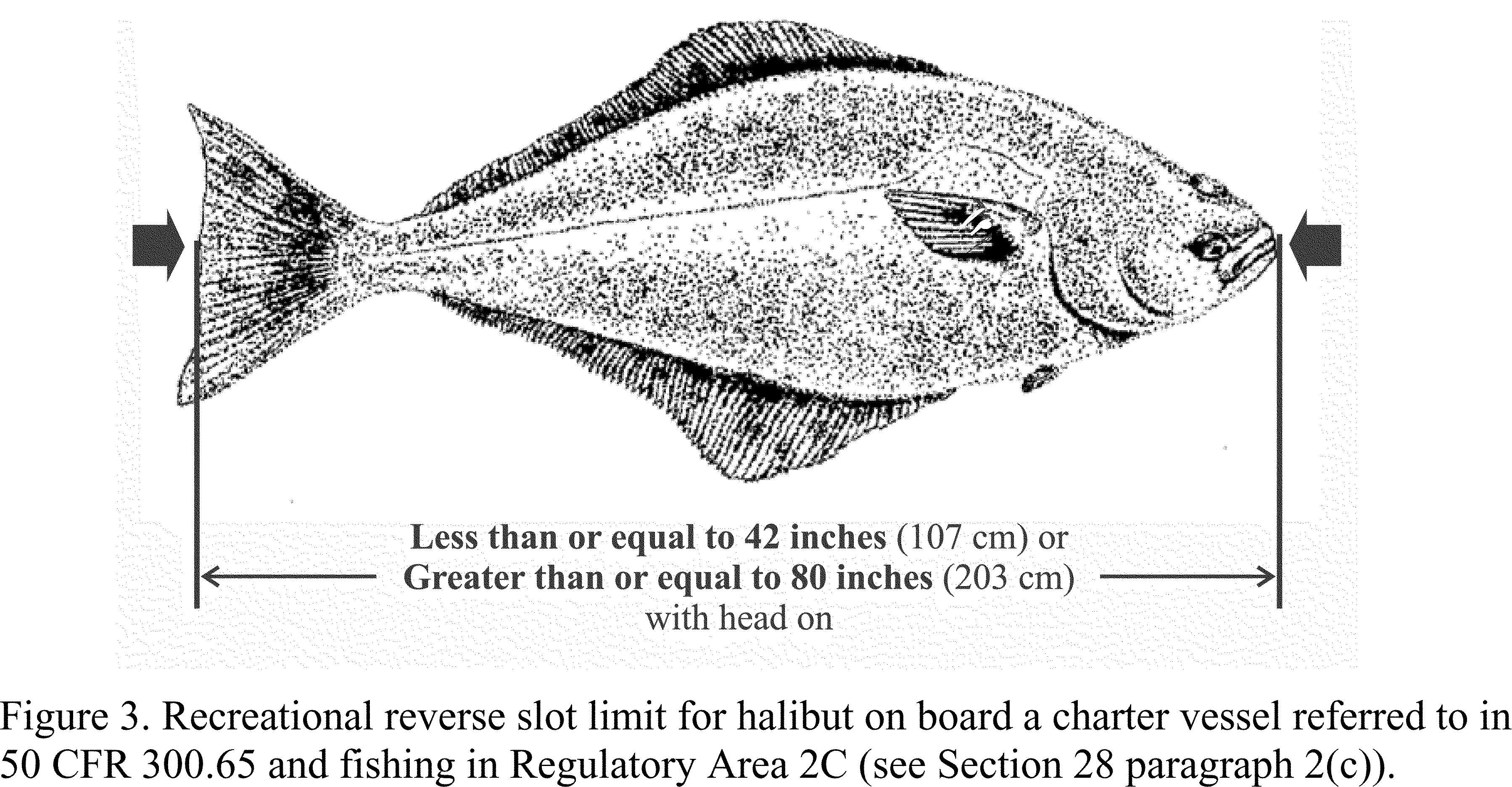 Is there a length limit for halibut in the Pacific?