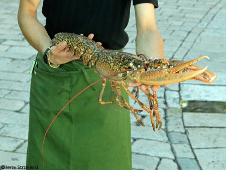 Is there a lobster season in UK?