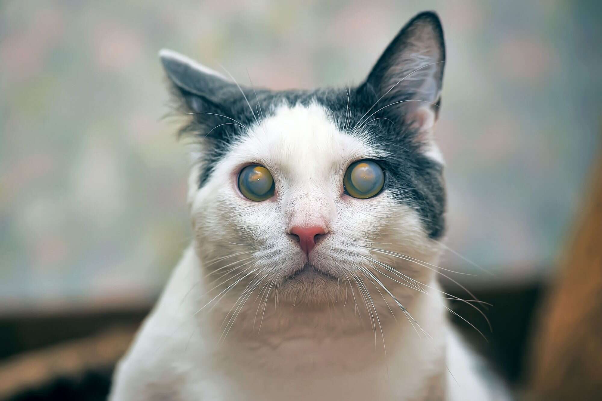 Is there a natural way to treat cataracts in cats?