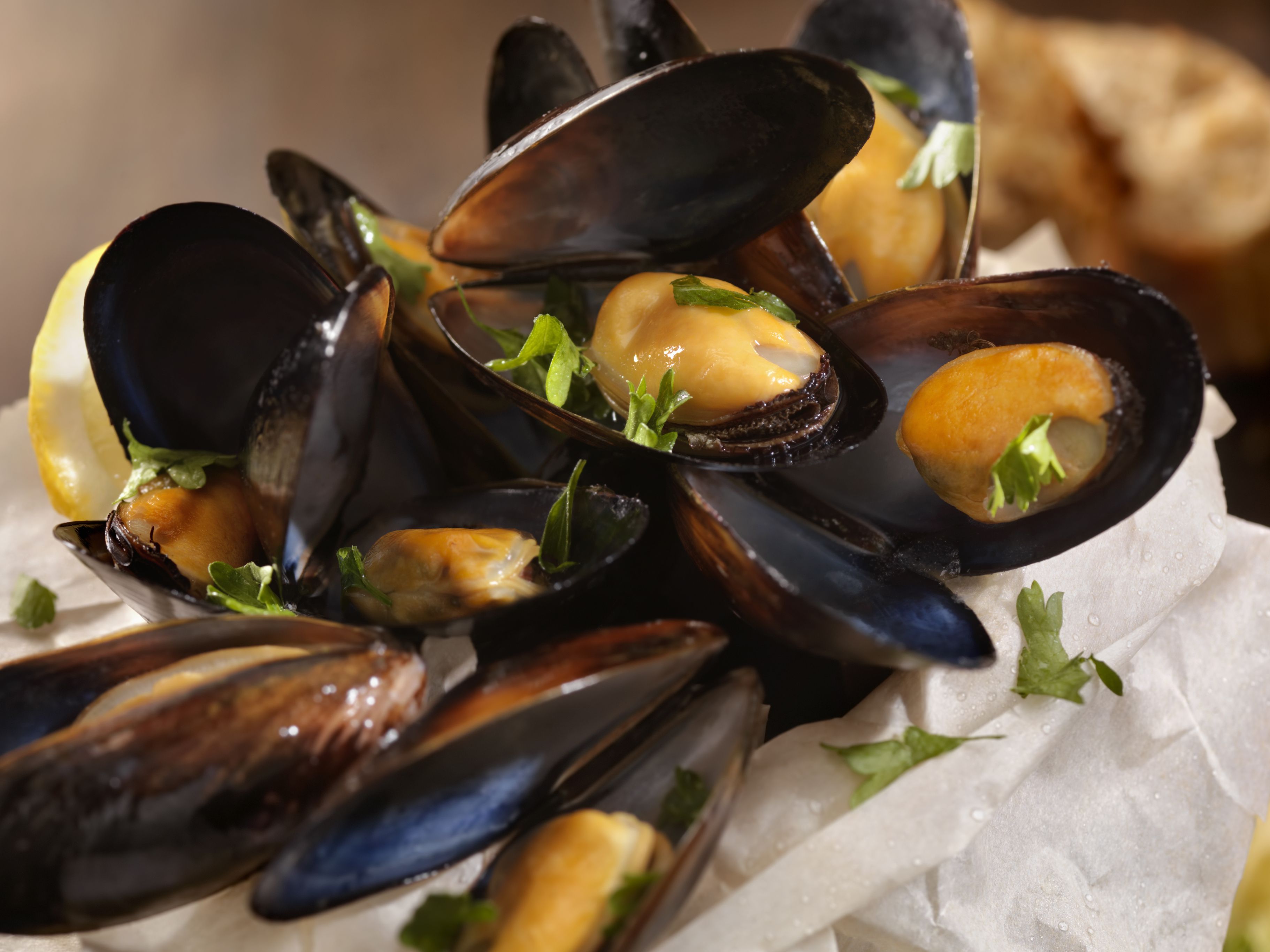 Is there a season for mussels?
