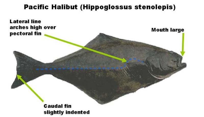 Is there a season for Pacific halibut in Oregon?