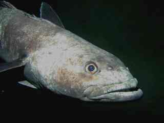 Is there a toothfish in Antarctica?