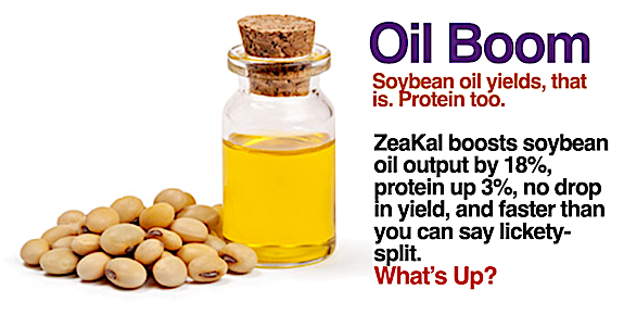 Is there any protein in soybean oil?
