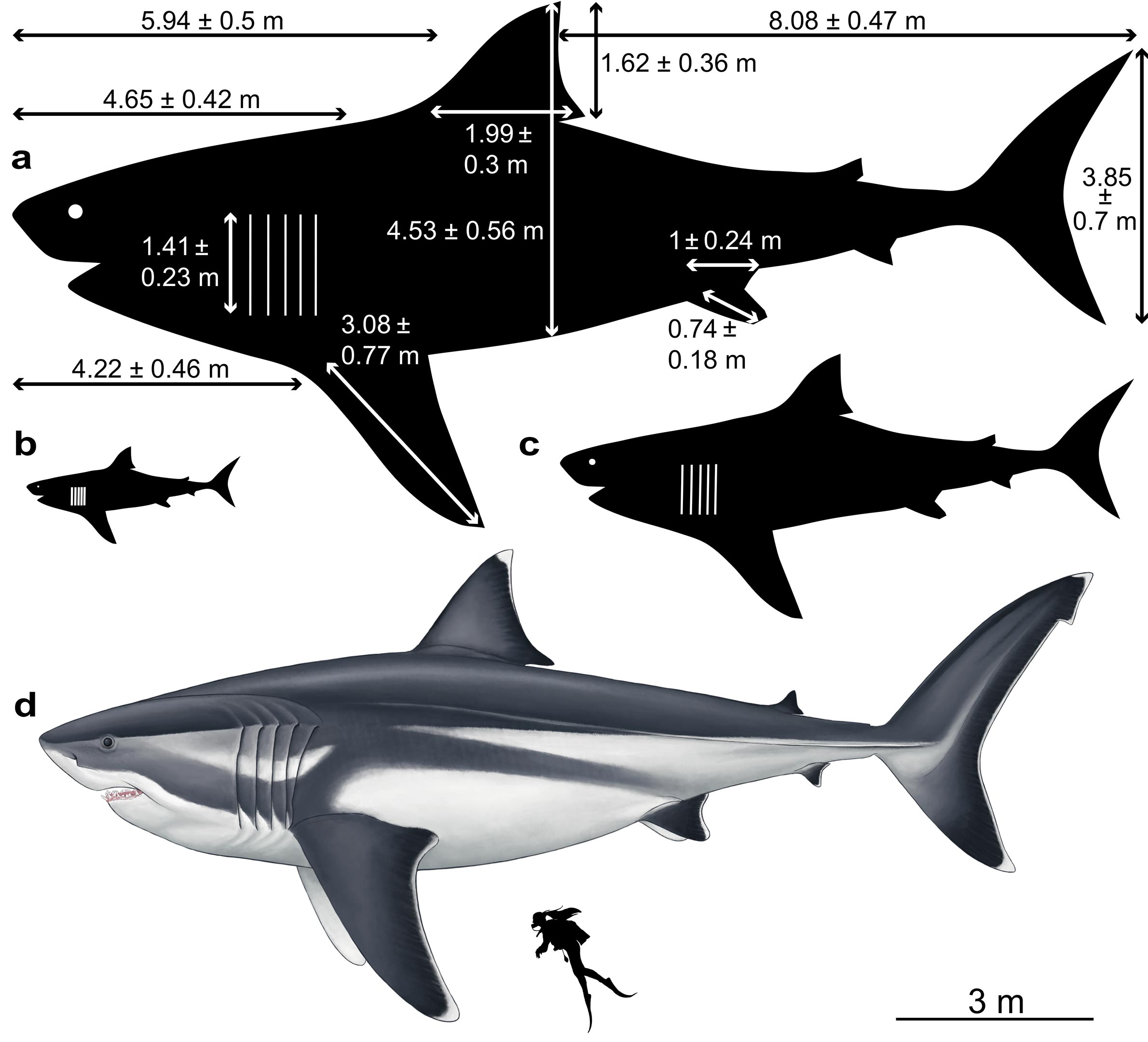 Is there any shark bigger than megalodon?