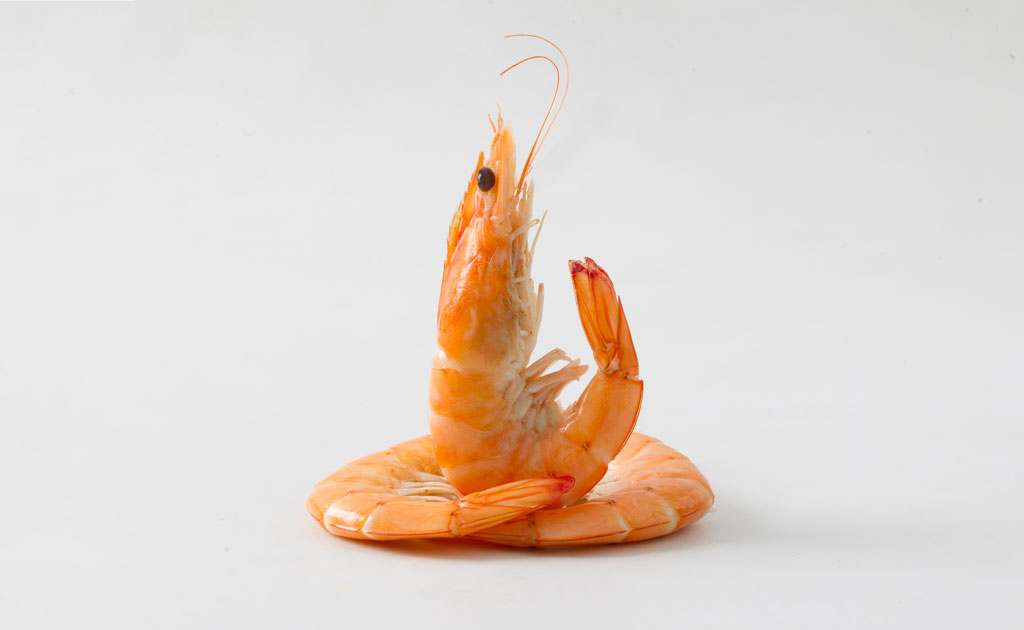 Is there any sustainable shrimp?