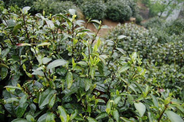 Is there only one tea plant?