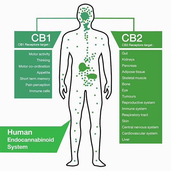Is there really an endocannabinoid system?