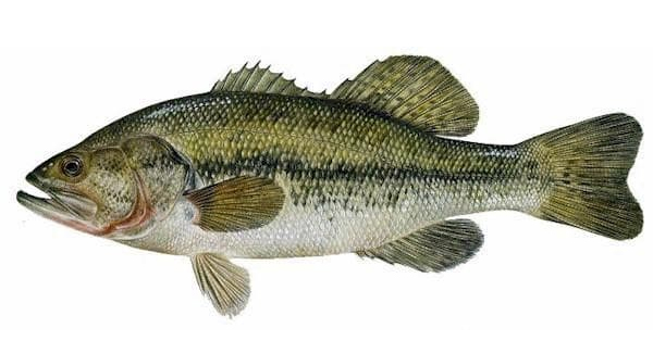 Is there such thing as a big mouth bass?