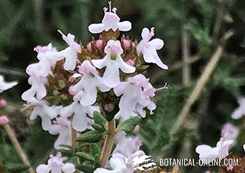 Is thyme poisonous?