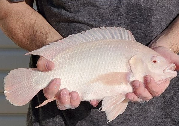 Is tilapia a white fish?