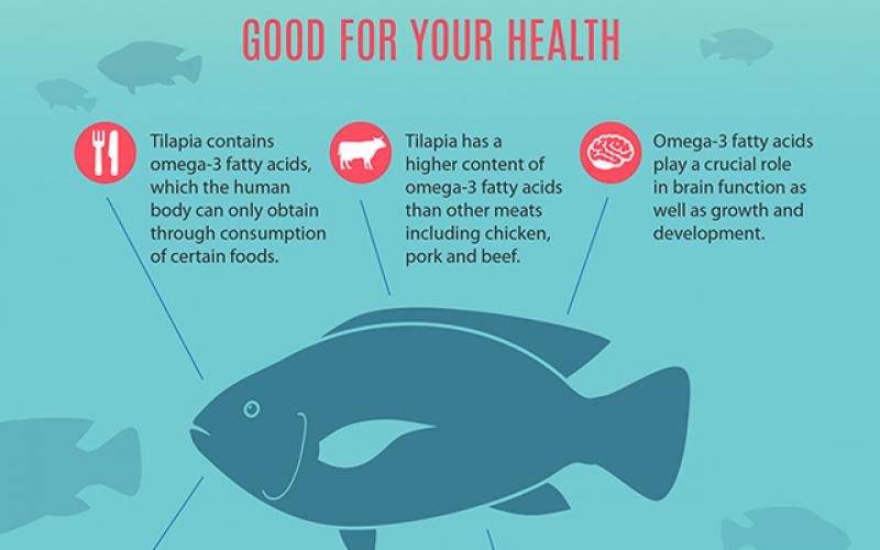 Is tilapia better than beef?