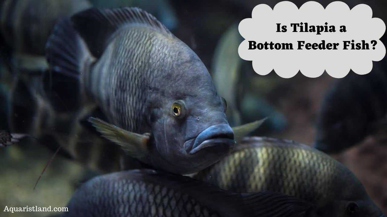 Is tilapia considered a bottom feeder?