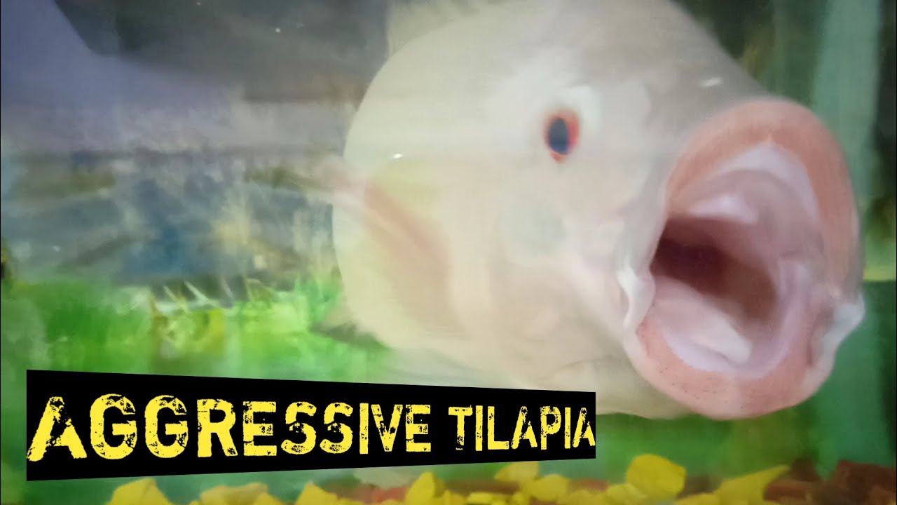 Is tilapia fish aggressive?