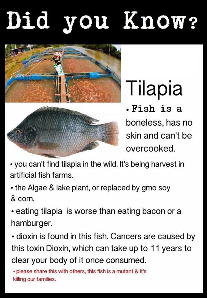 Is tilapia fish fake fish?