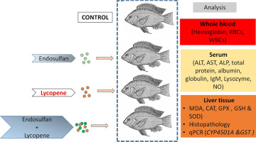 Is tilapia full of toxins?