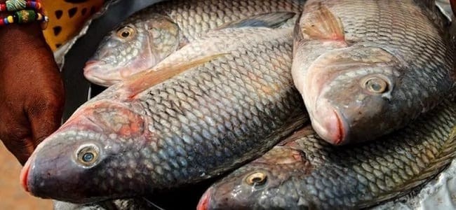 Is tilapia hard to digest?