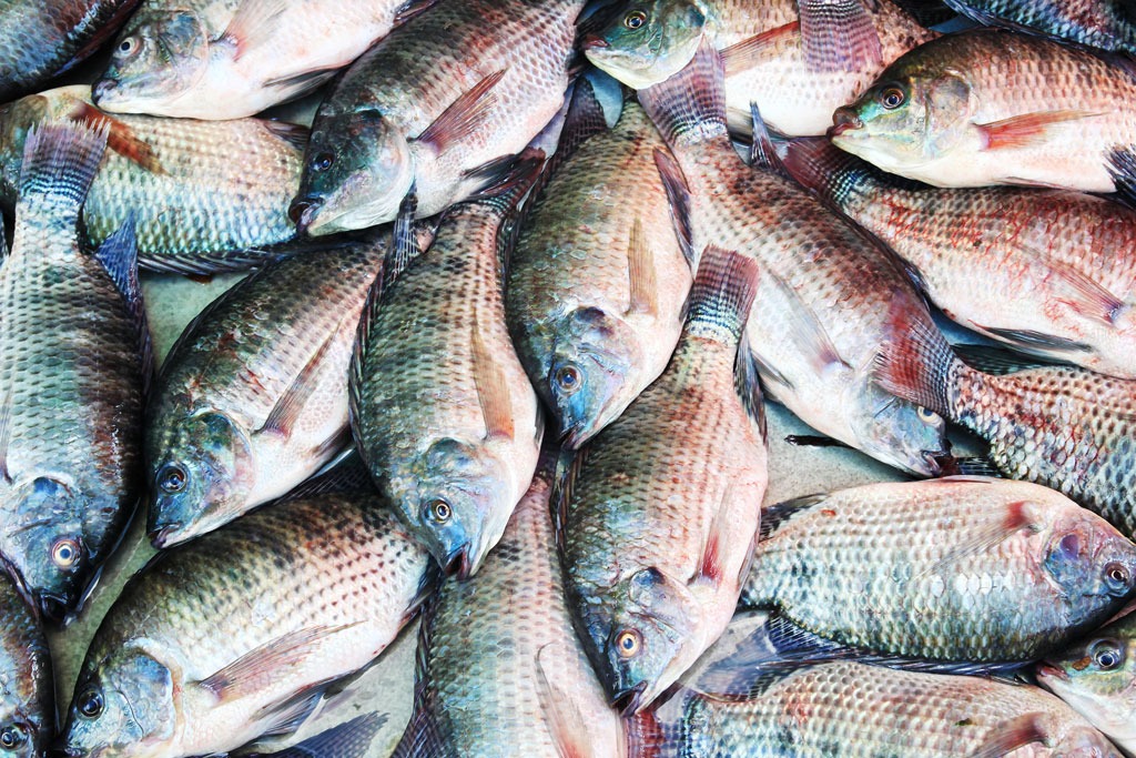 Is tilapia safe to eat everyday?