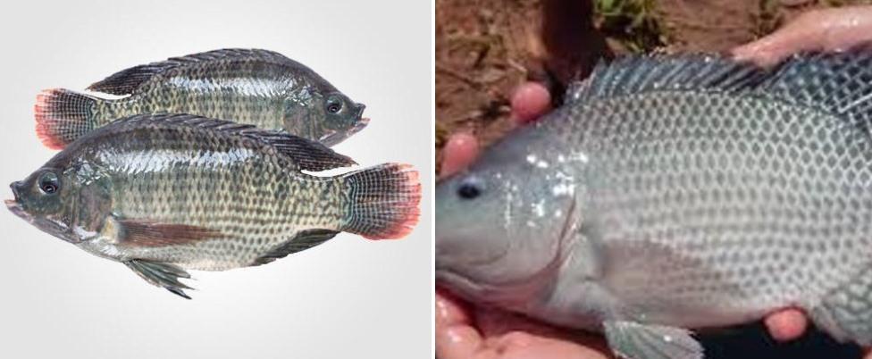 Is tilapia used to clean fish tanks?