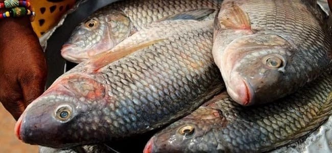 Is tilapia worse than red meat?