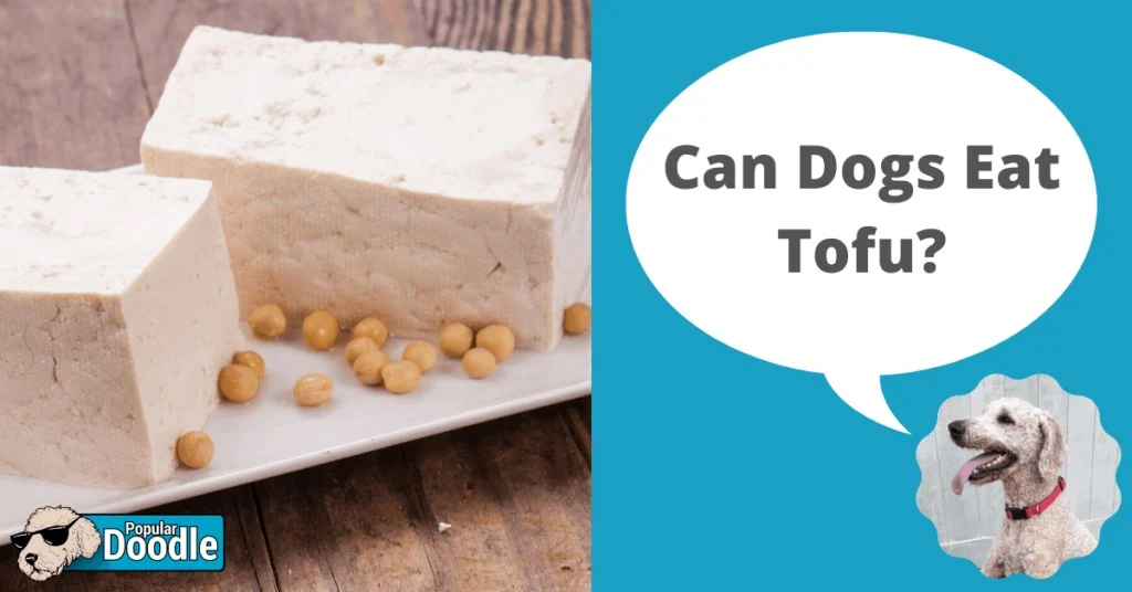 Is tofu good for dogs with bladder stones?