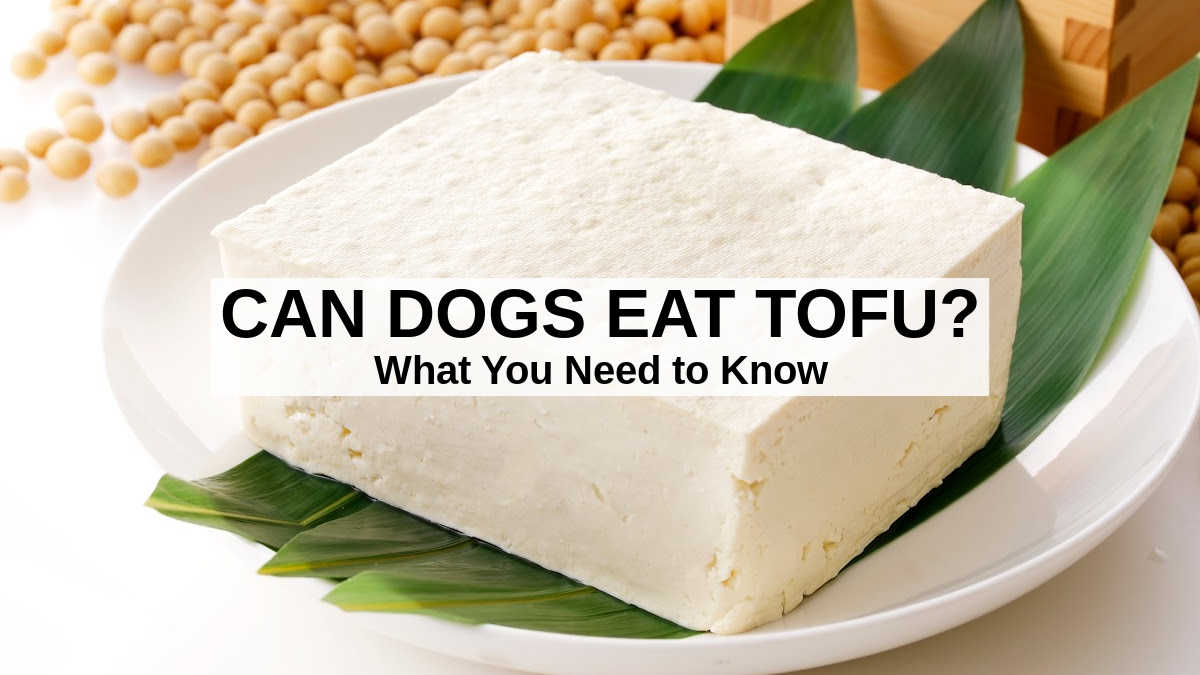 Is tofu good for dogs with food allergies?