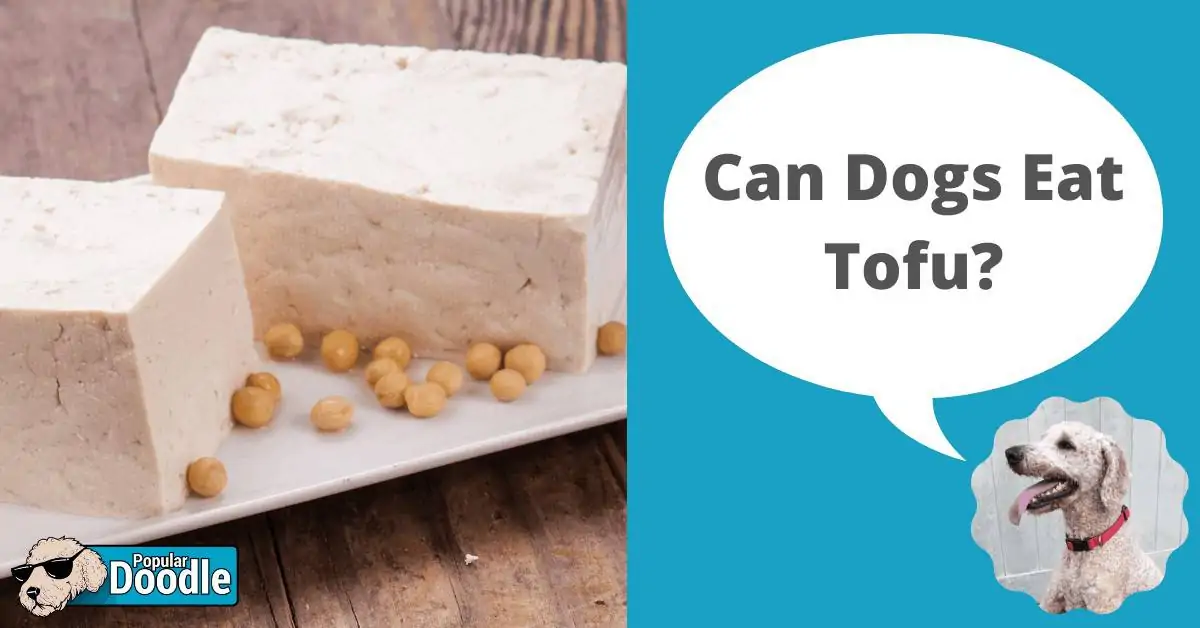 Is tofu good for dogs with purines?