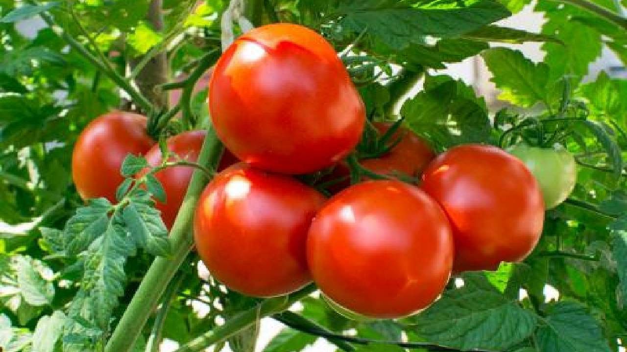 Is tomato good for diarrhea?