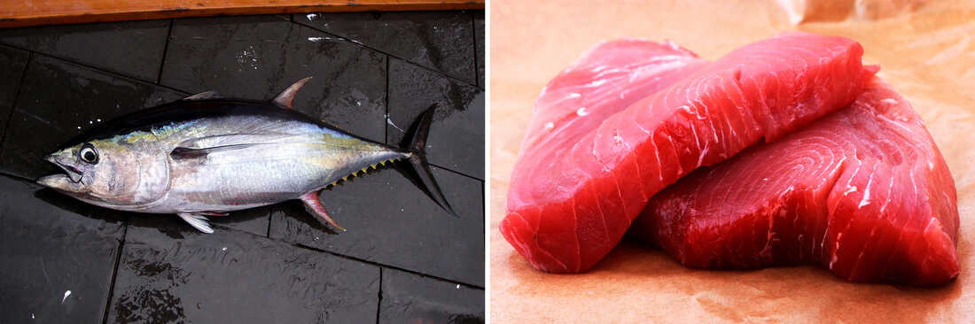 Is tuna a red fish?