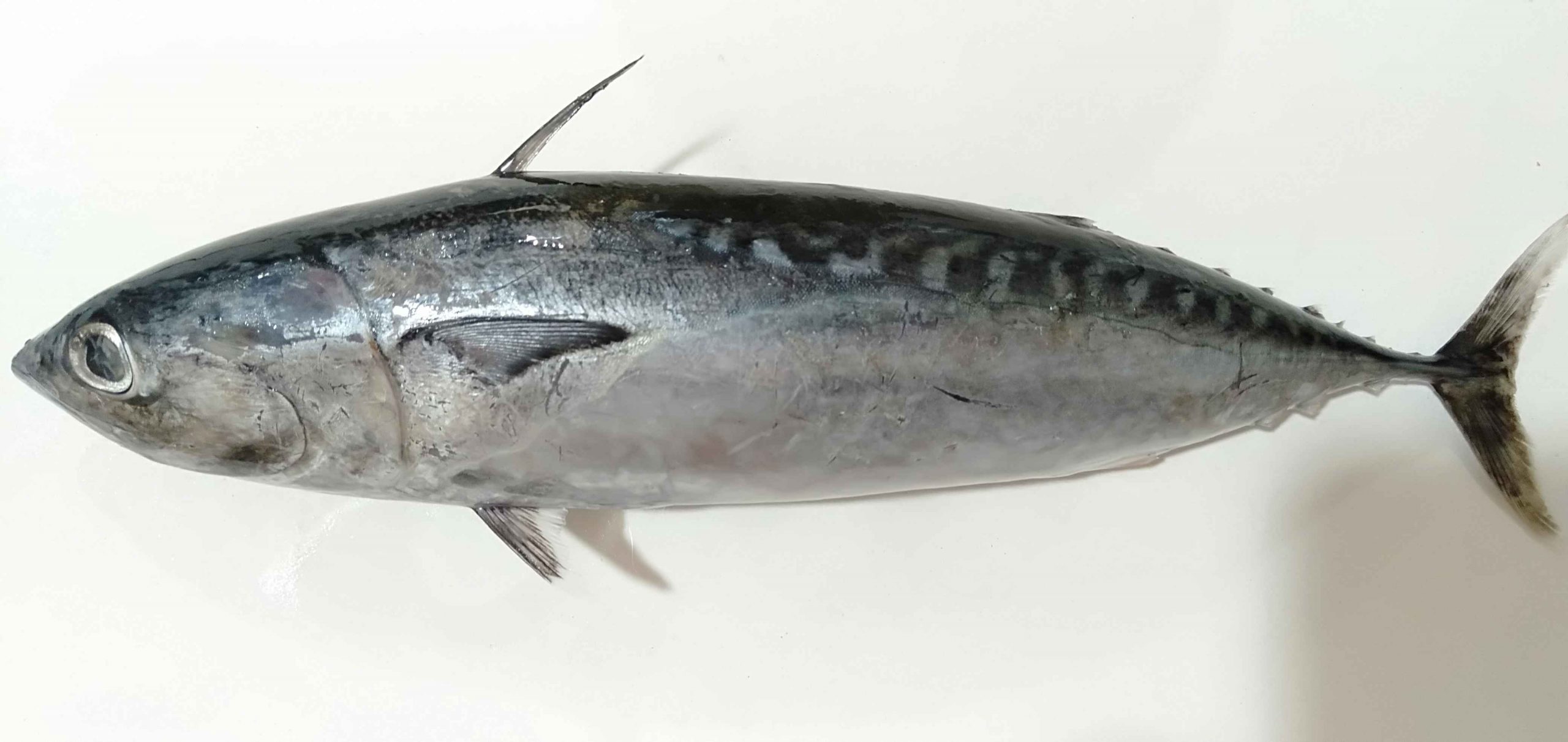 Is tuna a round fish?