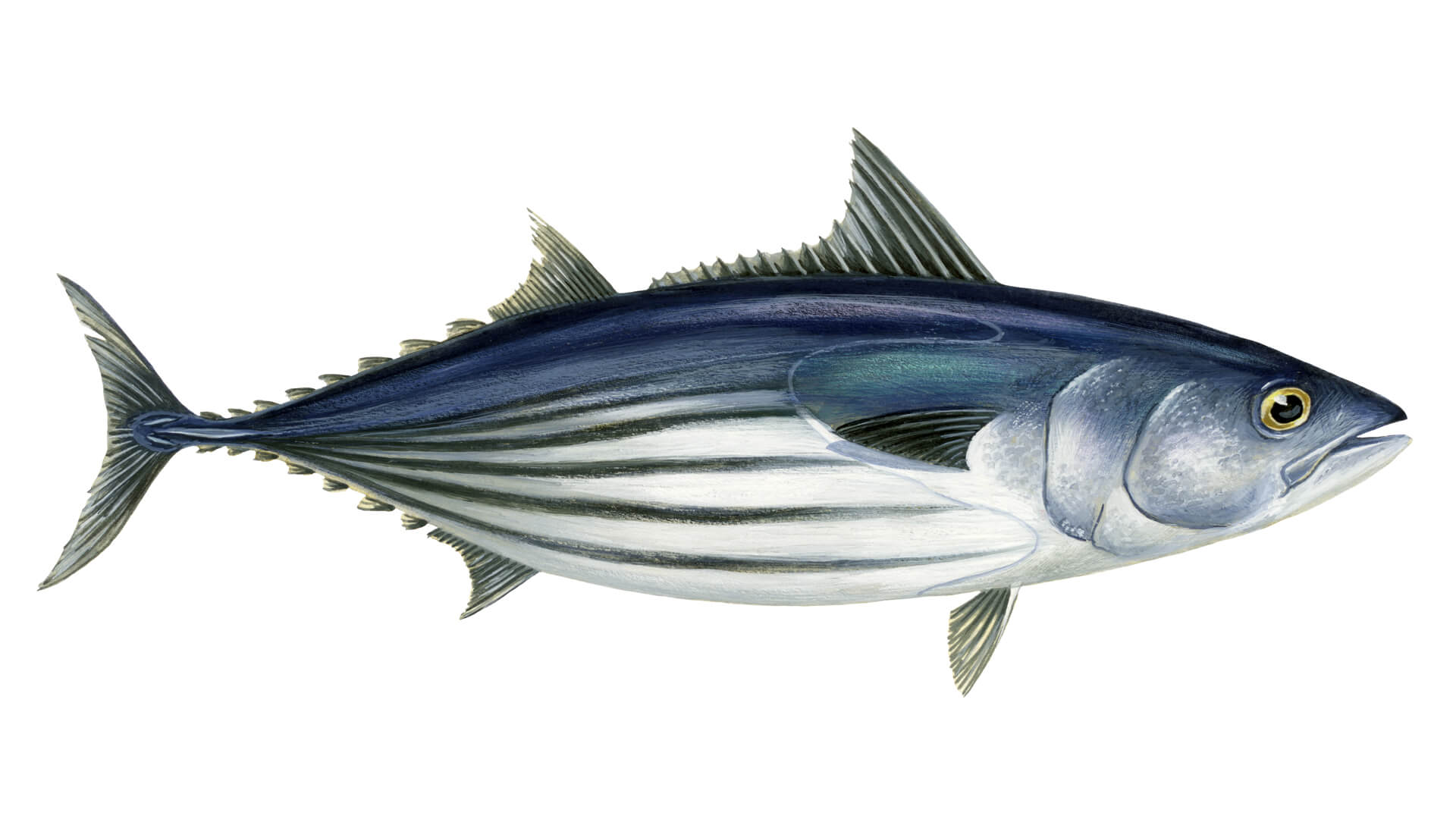 Is tuna a sustainable fish?
