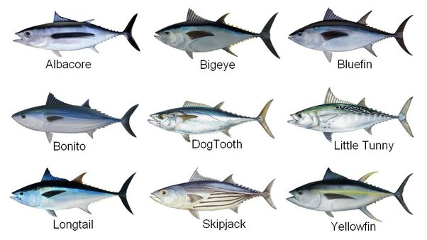 Is tuna considered white fish?