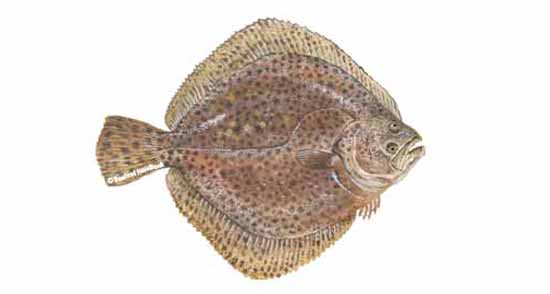 Is turbot a good fish to eat?