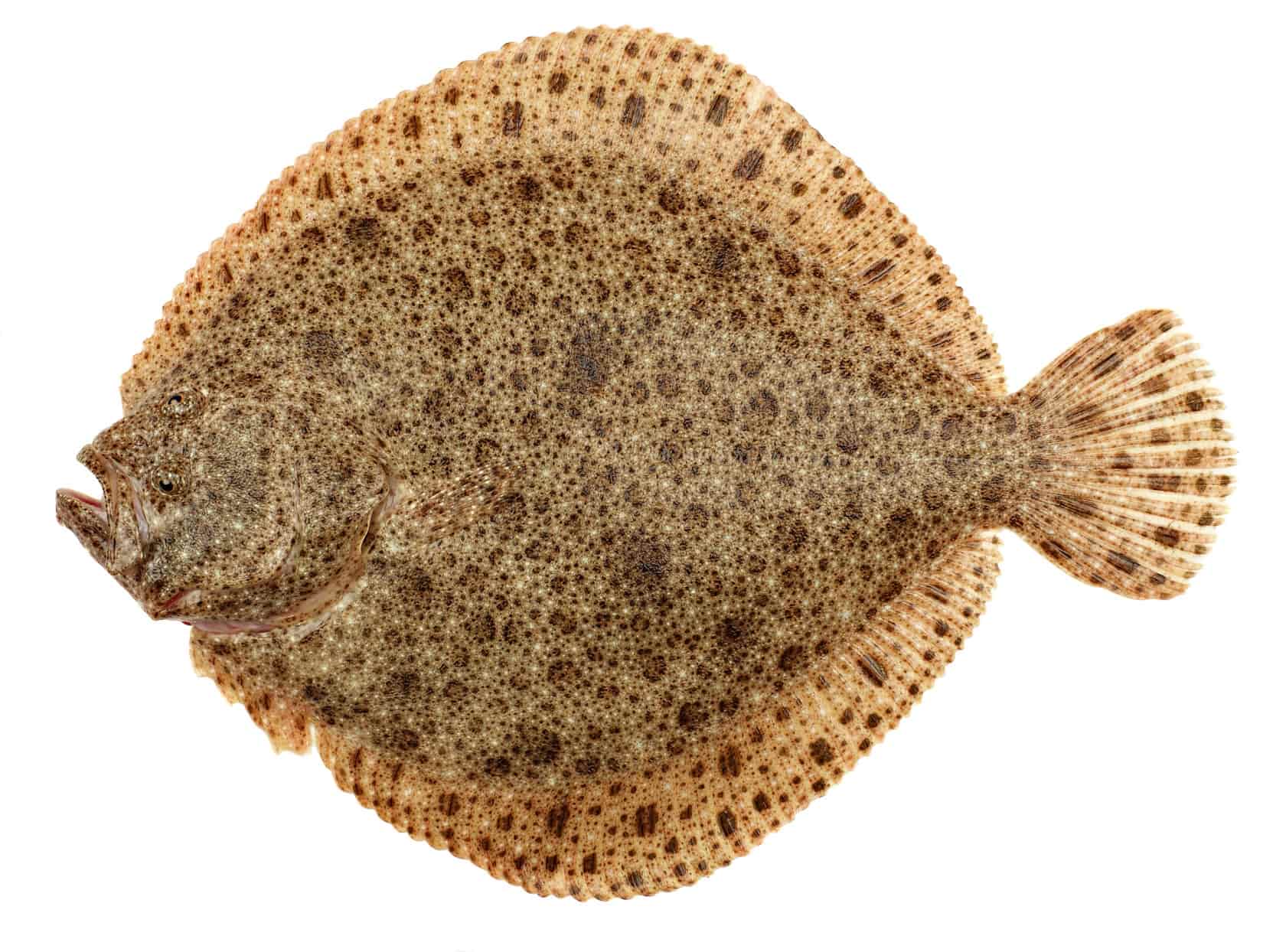 Is turbot a wild fish?