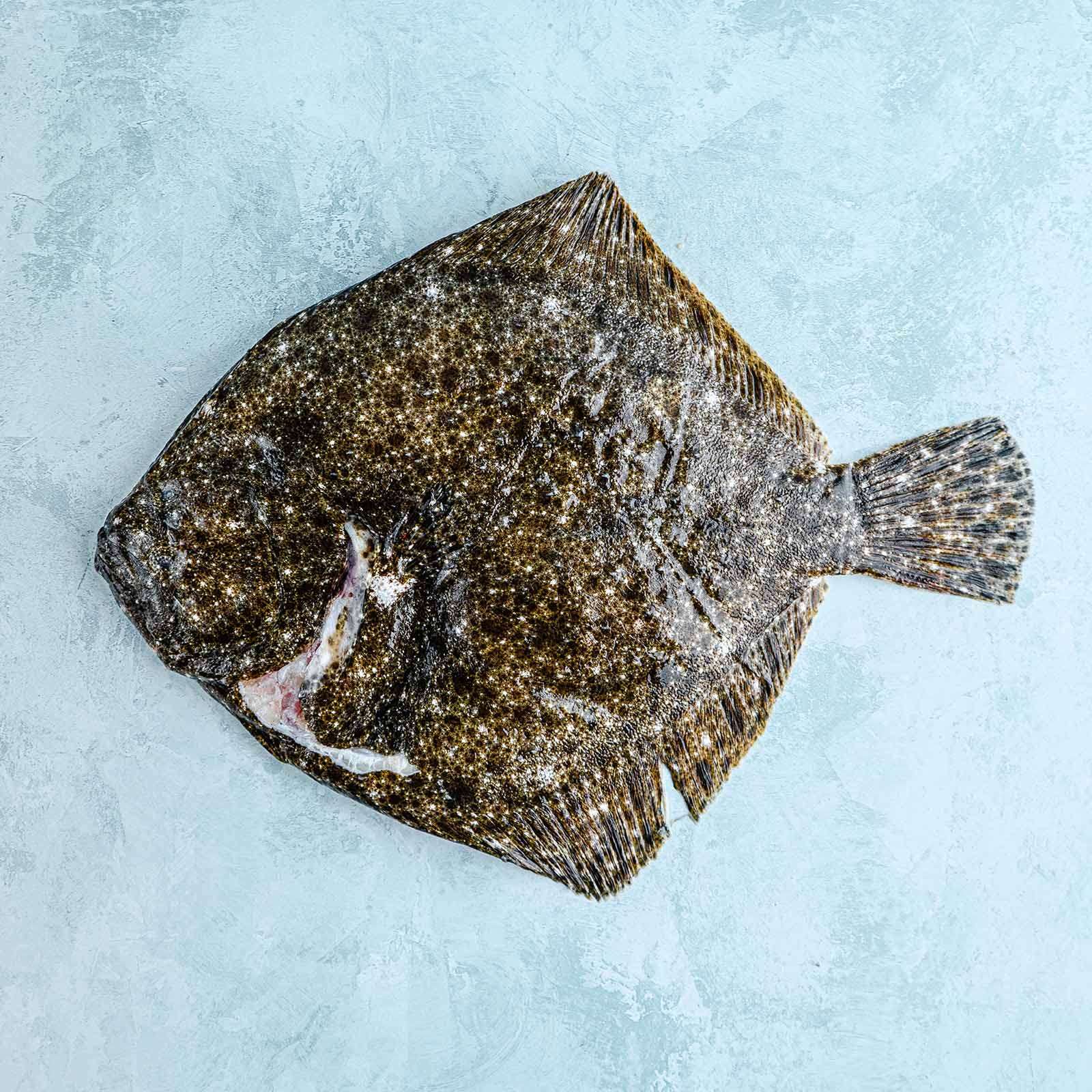 Is turbot king of the sea?