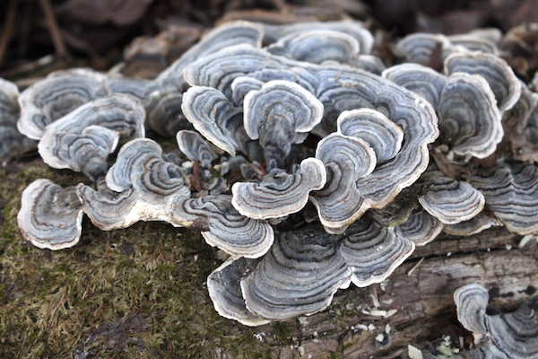 Is turkey tail toxic?