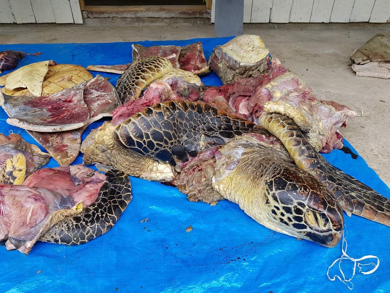 Is turtle meat illegal?
