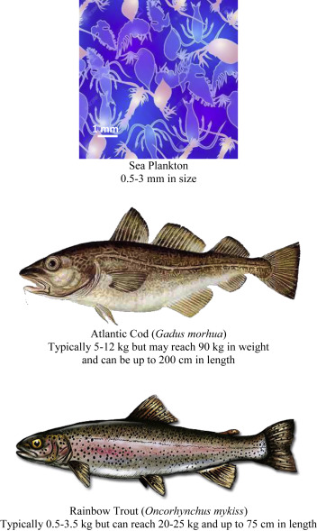Is vitamin A found in sea fish?